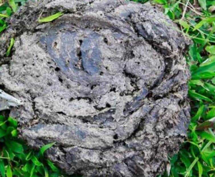 Feci nel cane: tipo di cacca, forma, colore e consistenza