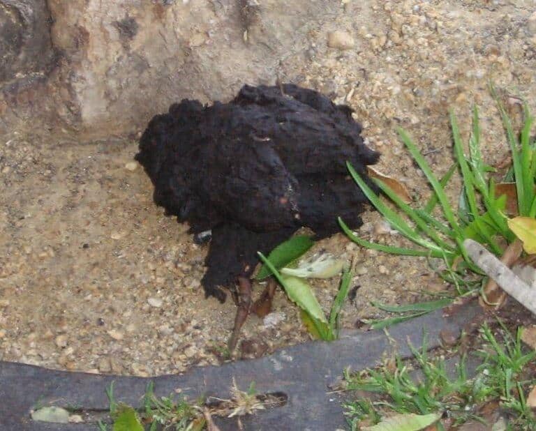 Feci nel cane: tipo di cacca, forma, colore e consistenza