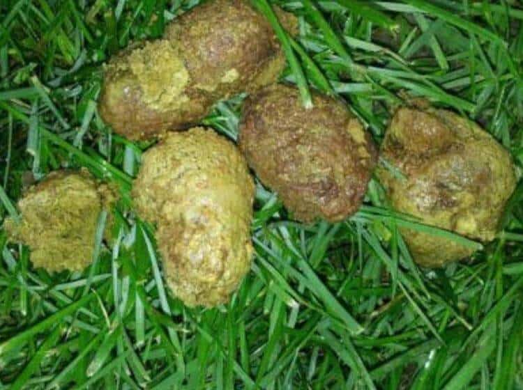 Feci nel cane: tipo di cacca, forma, colore e consistenza