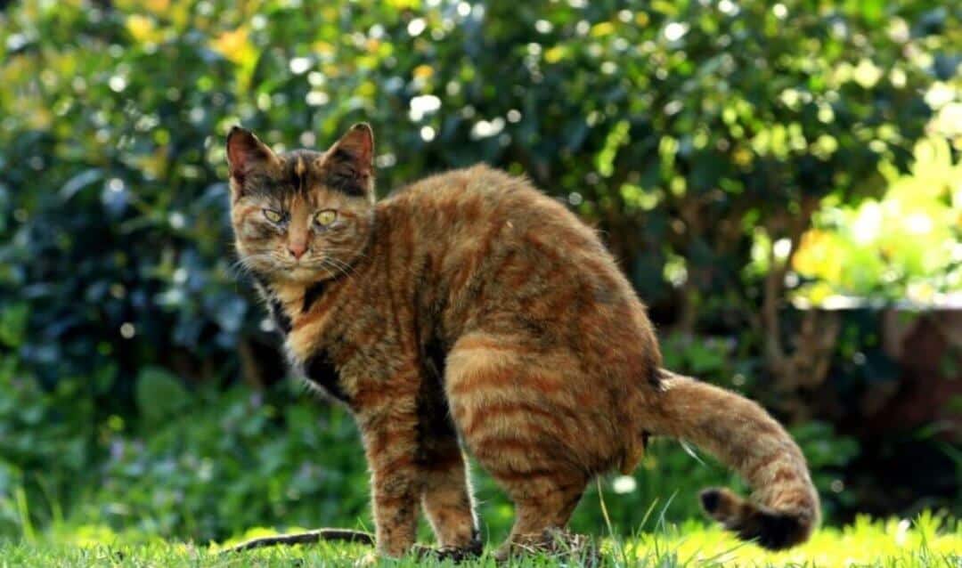 Piodermite nel cane: cause, sintomi, cura e prevenzione
