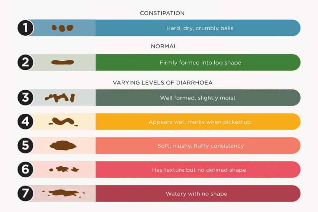 Feci nel gatto: tipo di cacca, forma, colore e consistenza