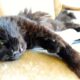 Piodermite nel cane: cause, sintomi, cura e prevenzione