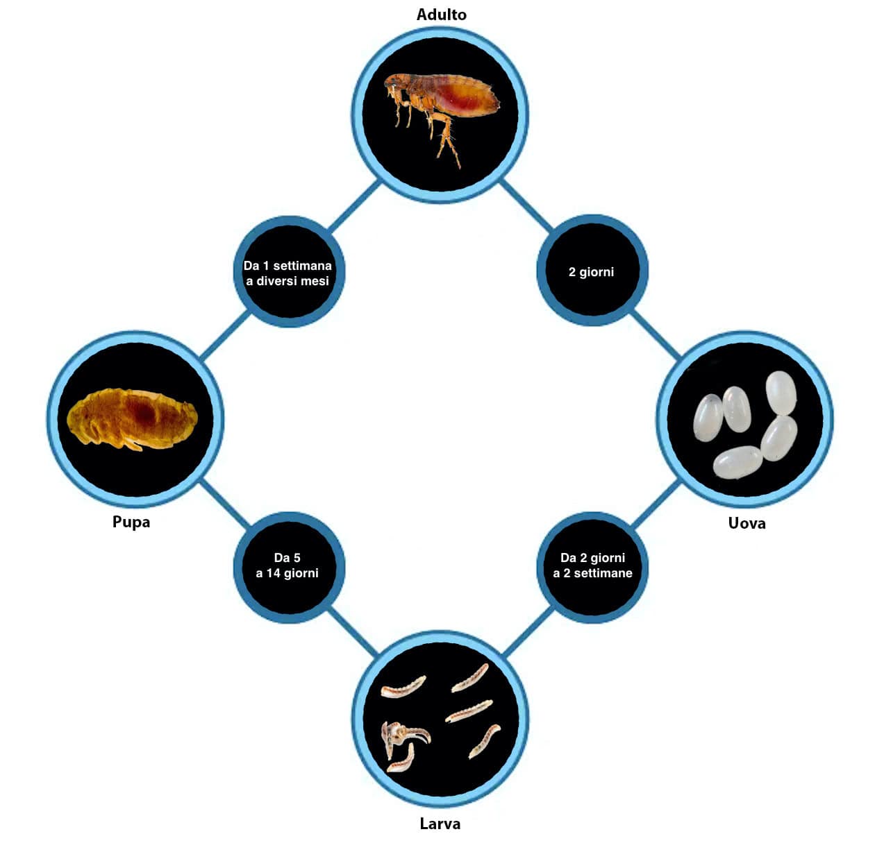Pulci nel cane: sintomi, cura e prevenzione | DoctorVet
