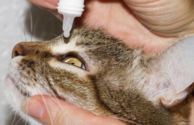 Congiuntivite gatto: cause, sintomi cura e prevenzione