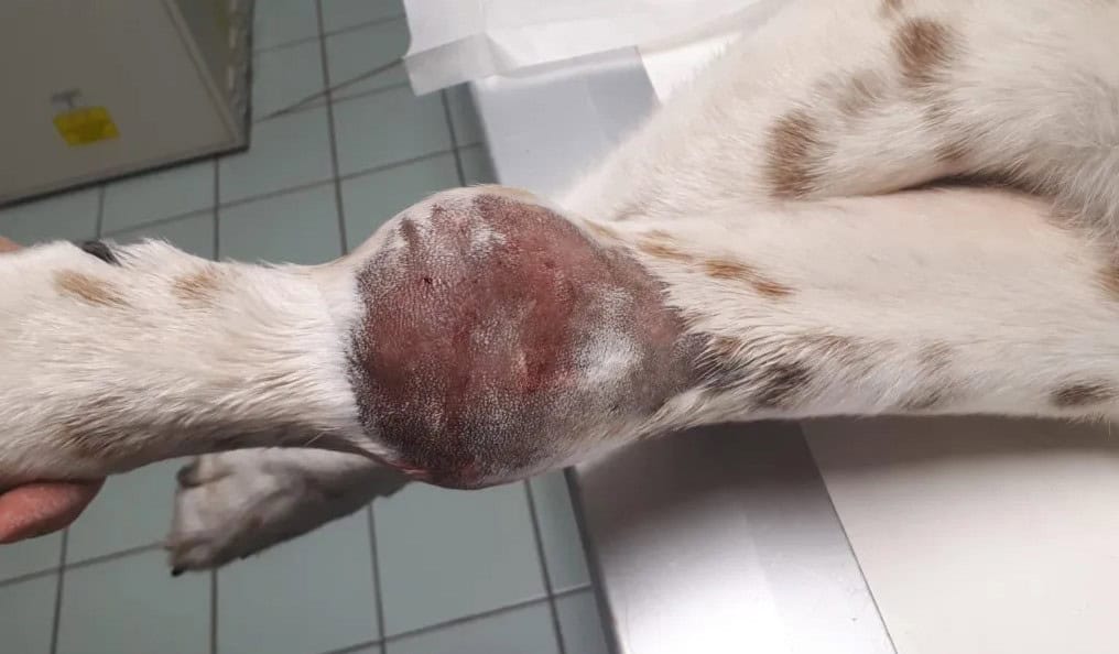 Osteosarcoma cane: sintomi, diagnosi, trattamento e alimentazione