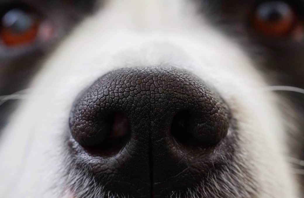 Tumore al naso del cane: sintomi, diagnosi e cura | DoctorVet