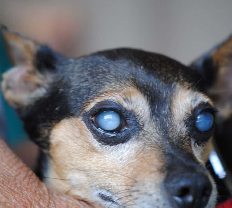 Cataratta nel cane: sintomi, diagnosi e cura | DoctorVet