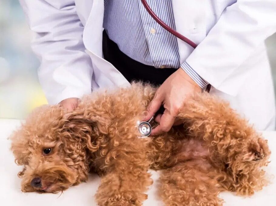 Cataratta nel cane: sintomi, diagnosi e cura | DoctorVet